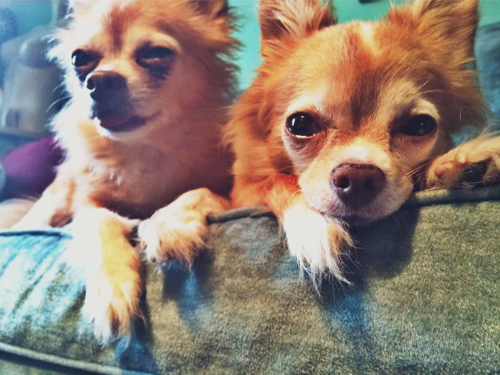 Obsessed With Your Dog(s)? Us too! Here’s How We Ensure They Stay ...