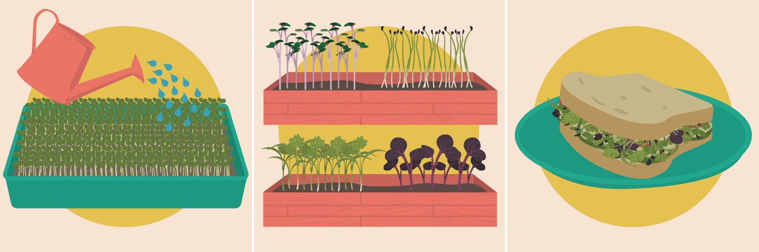 How To Grow Your Own Microgreens - An Illustrated Guide
