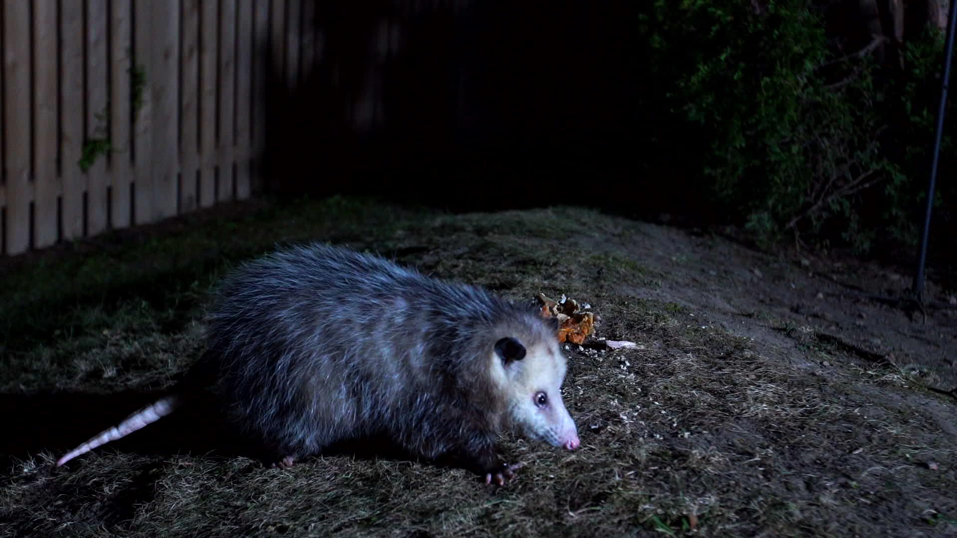 Filmmaker Robin Bicknell Camped Out In a Toronto Yard For Six Weeks ...